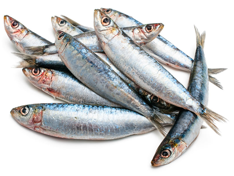 Anchoa - Pescados y Mariscos Rodolfo, S.A.