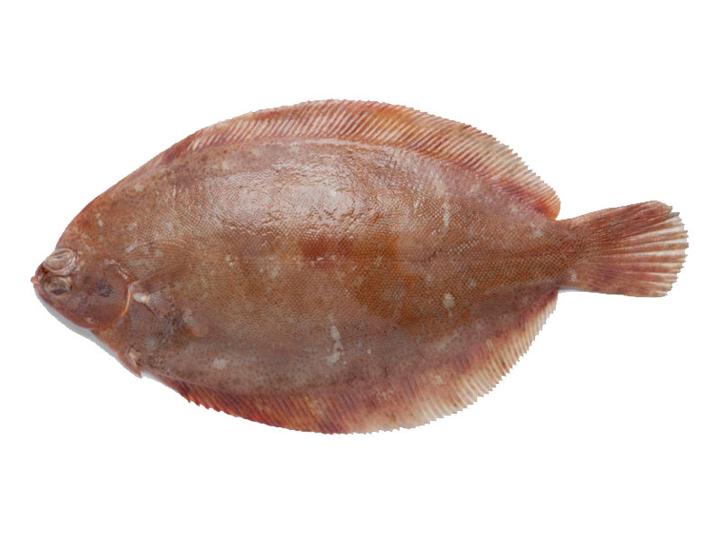 Lenguado - Pescados y Mariscos Rodolfo, S.A.